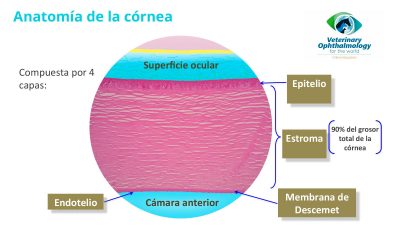 Esquema - Anatomía de la córnea - Laboratorio Santgar